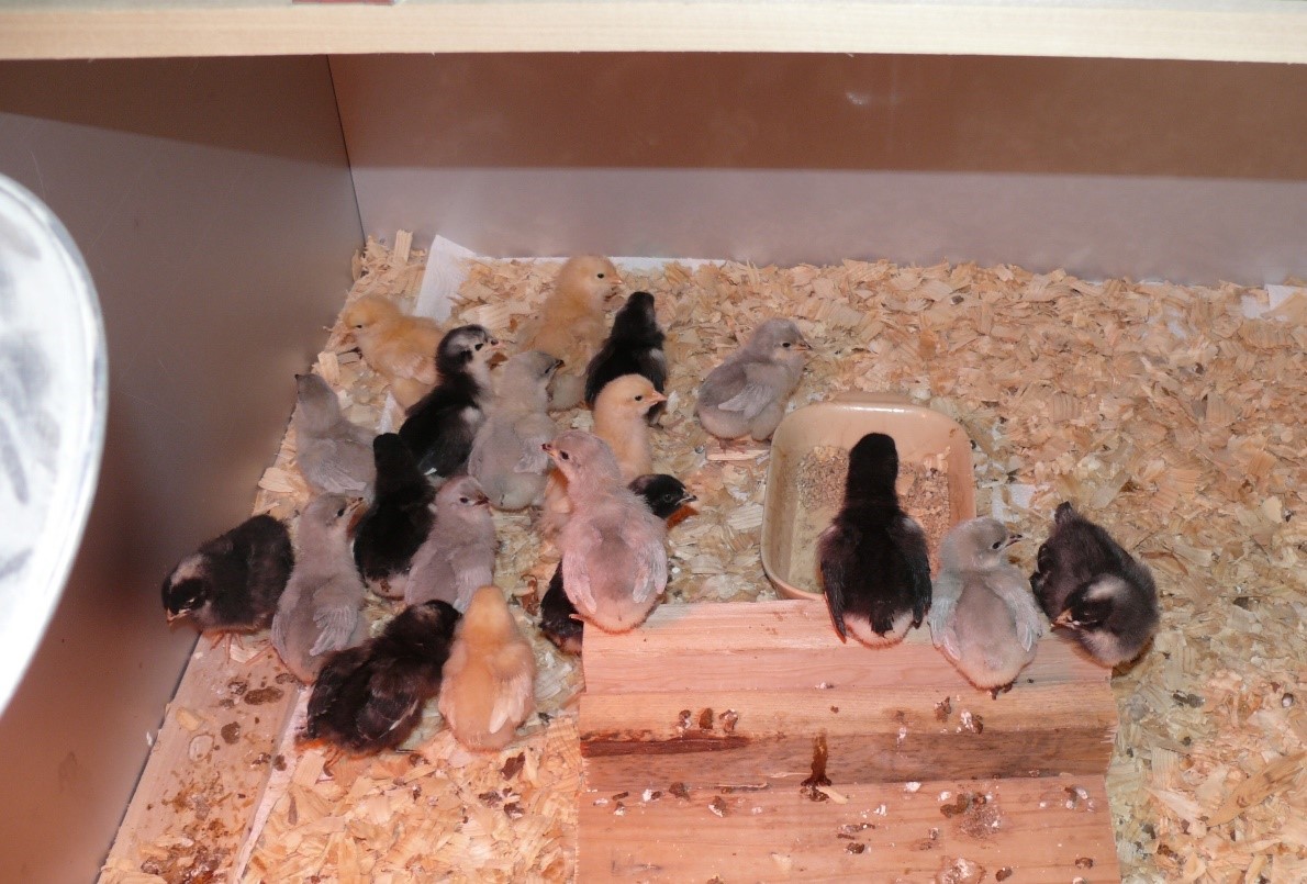 Spotting and Treating Foot Problems in Chickens - Backyard Poultry
